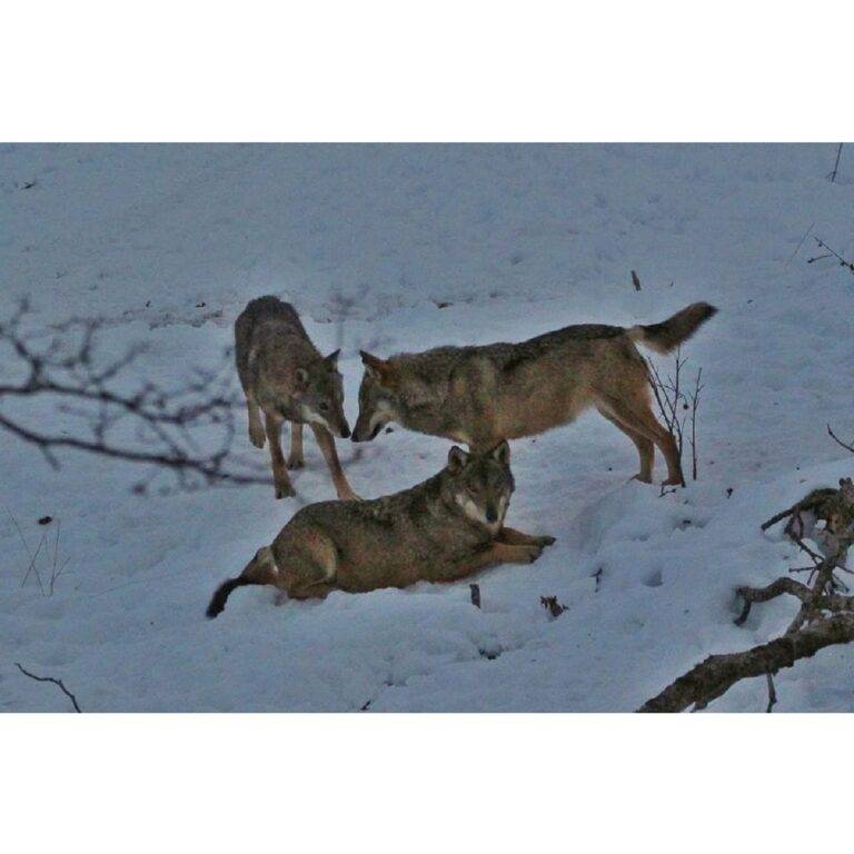 Campo di studio sul lupo: 11-12 Febbraio 2023 · Abruzzo Oggi